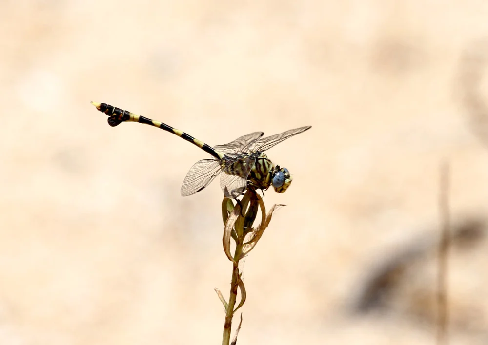 Dragonflies — Richard P Winston Photography