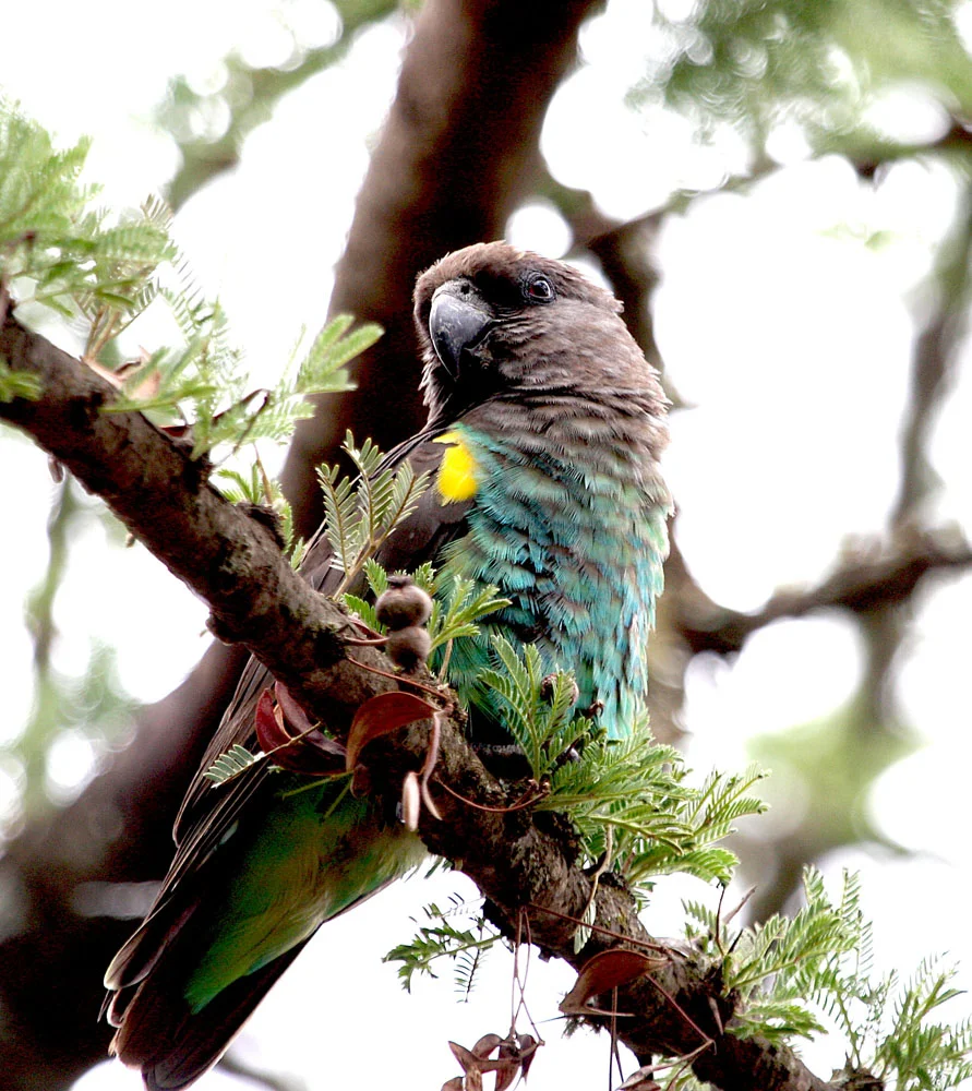 Parrots — Richard P Winston Photography