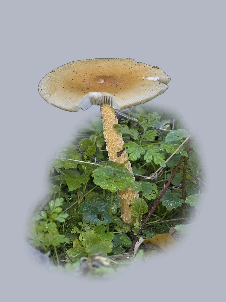 Fungi — Richard P Winston Photography