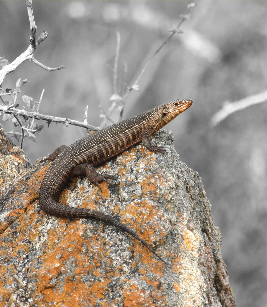 Reptiles — Richard P Winston Photography