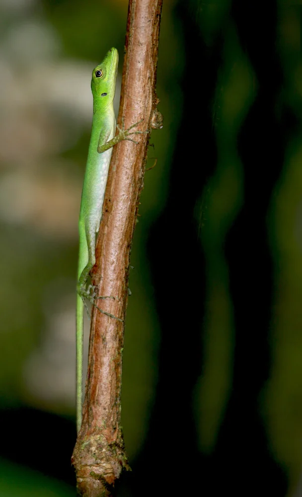 Reptiles — Richard P Winston Photography
