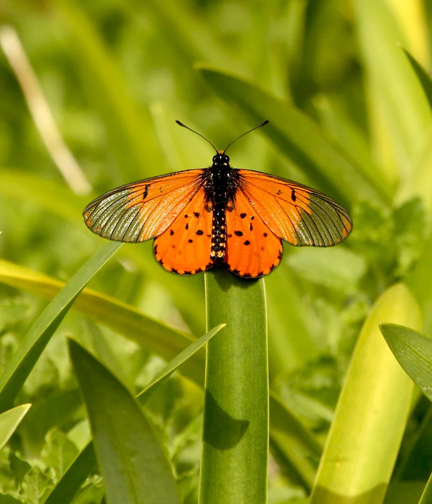 Butterflies — Richard P Winston Photography