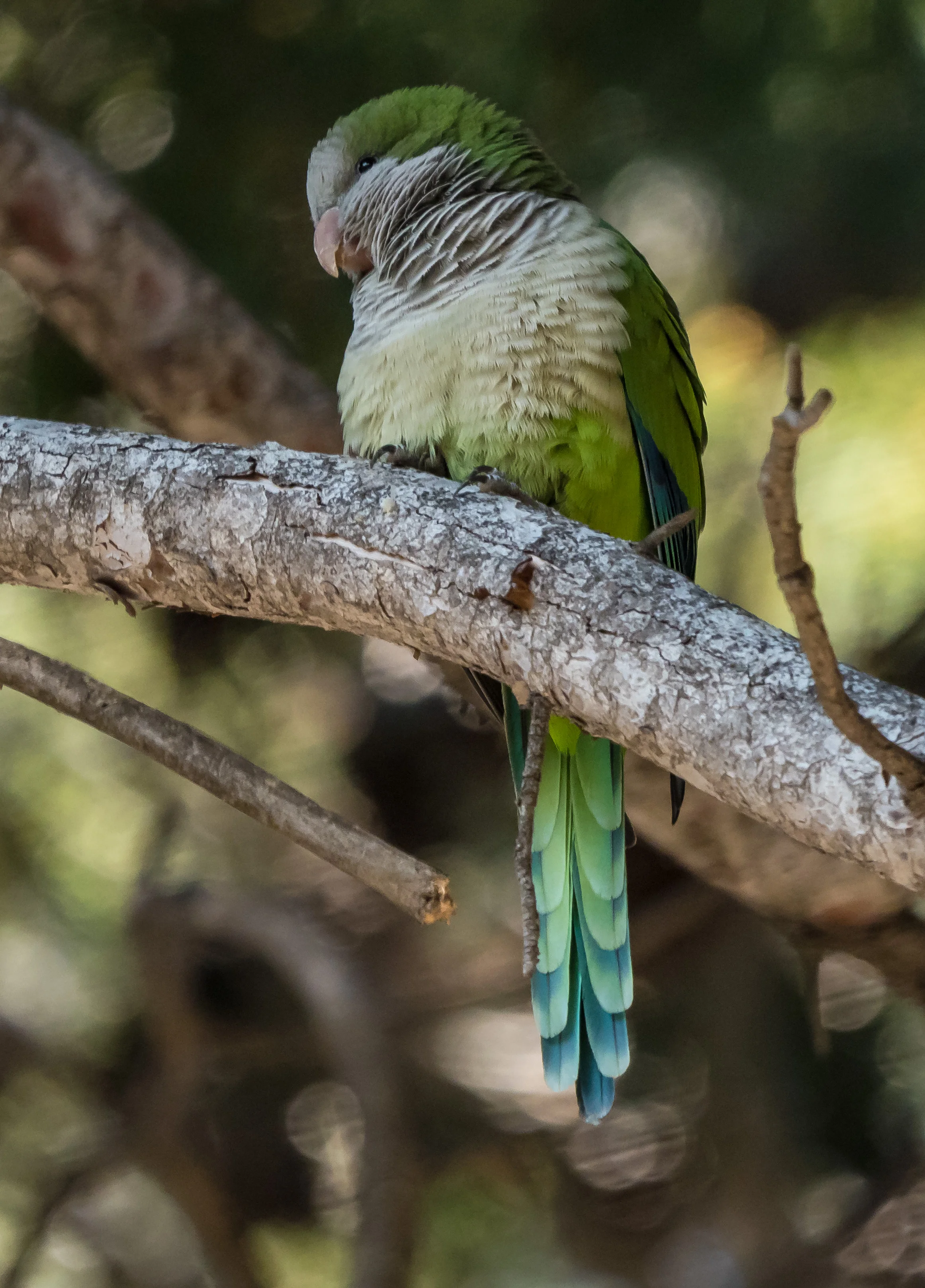 Parrots — Richard P Winston Photography