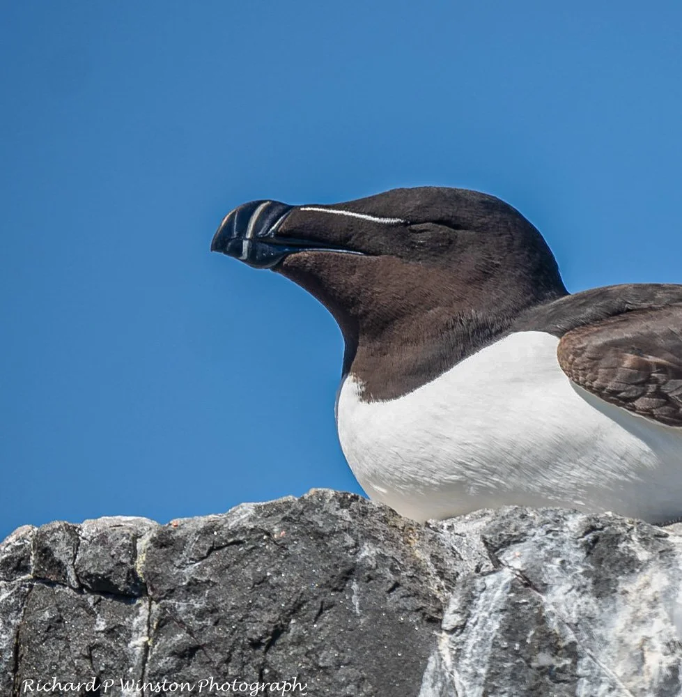 What's New? — Richard P Winston Photography