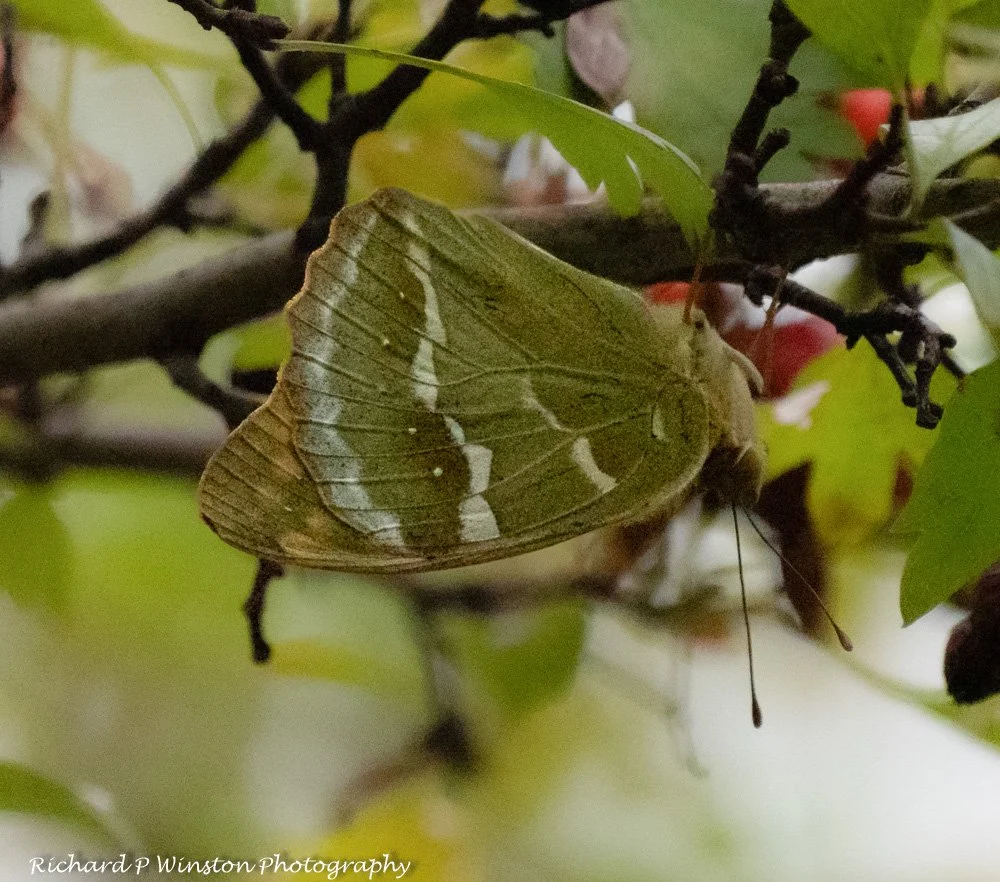 What's New? — Richard P Winston Photography