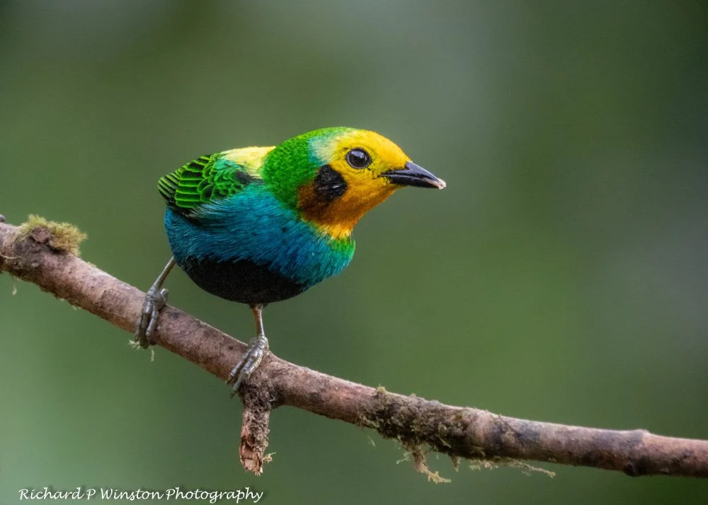 What's New? — Richard P Winston Photography