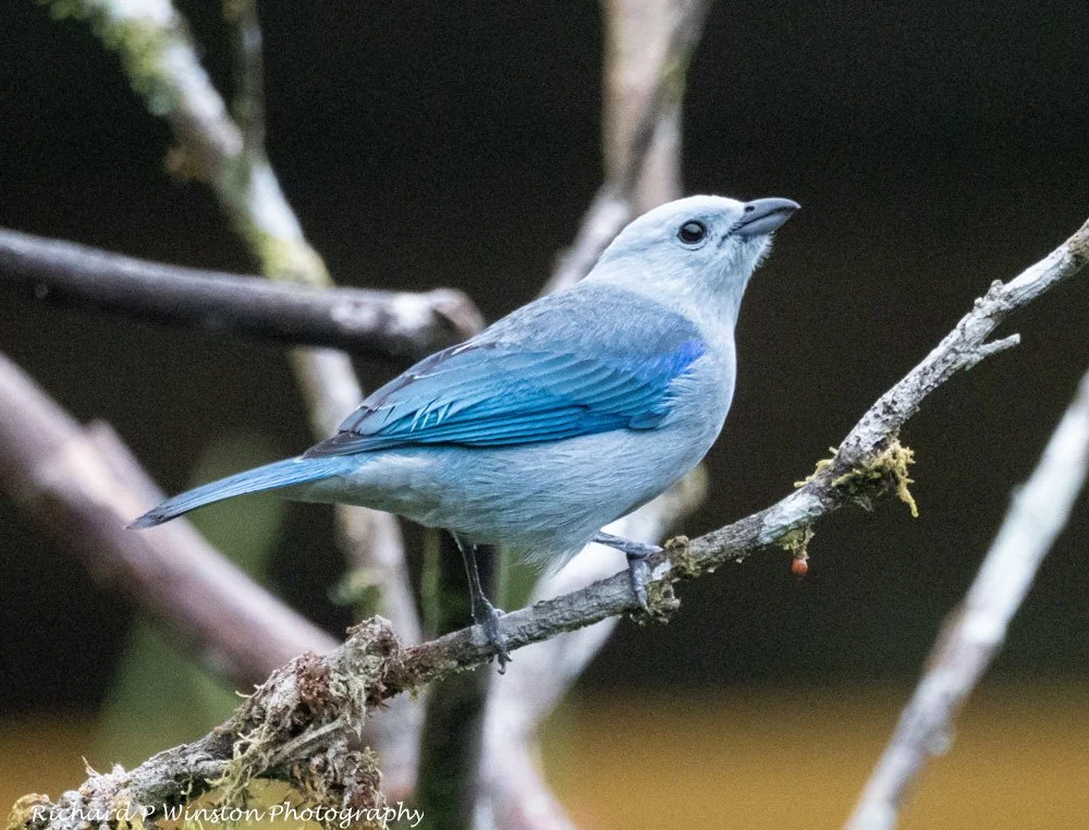 What's New? — Richard P Winston Photography