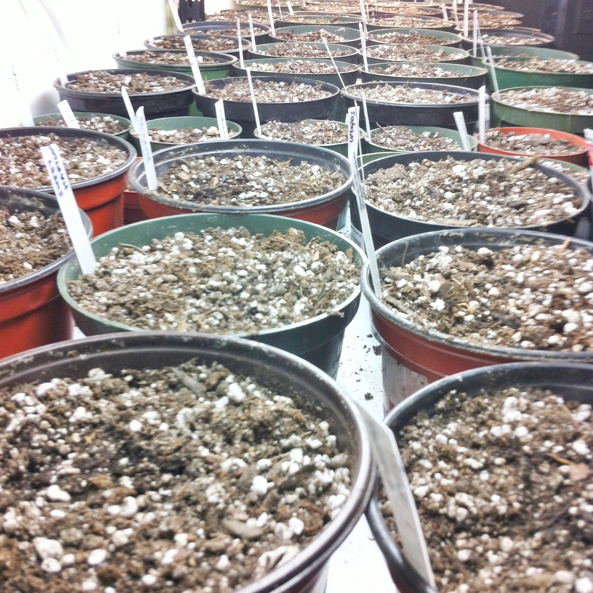 Sowing Seeds for Brooklyn Dye Gardens — the dogwood dyer