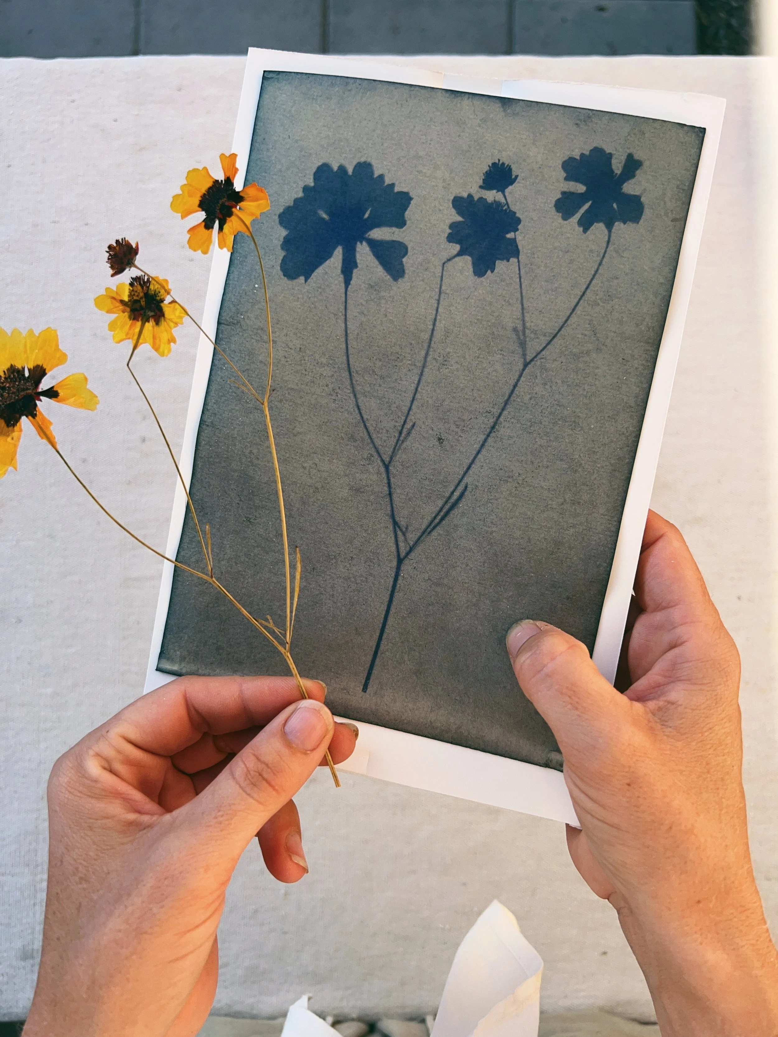 Subscribe- A Year in Natural Dyes — the dogwood dyer