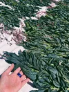 Indigo Offerings — the dogwood dyer
