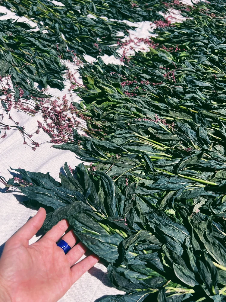 Indigo Offerings — the dogwood dyer