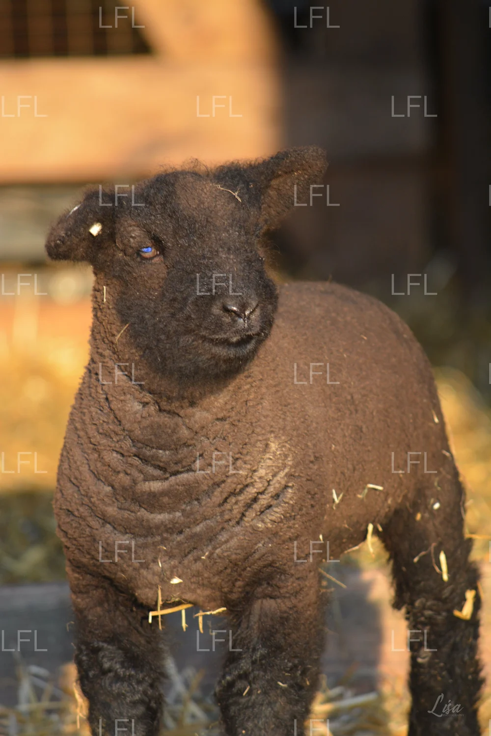 Babydoll Southdown Sheep — Little Flower Lambs