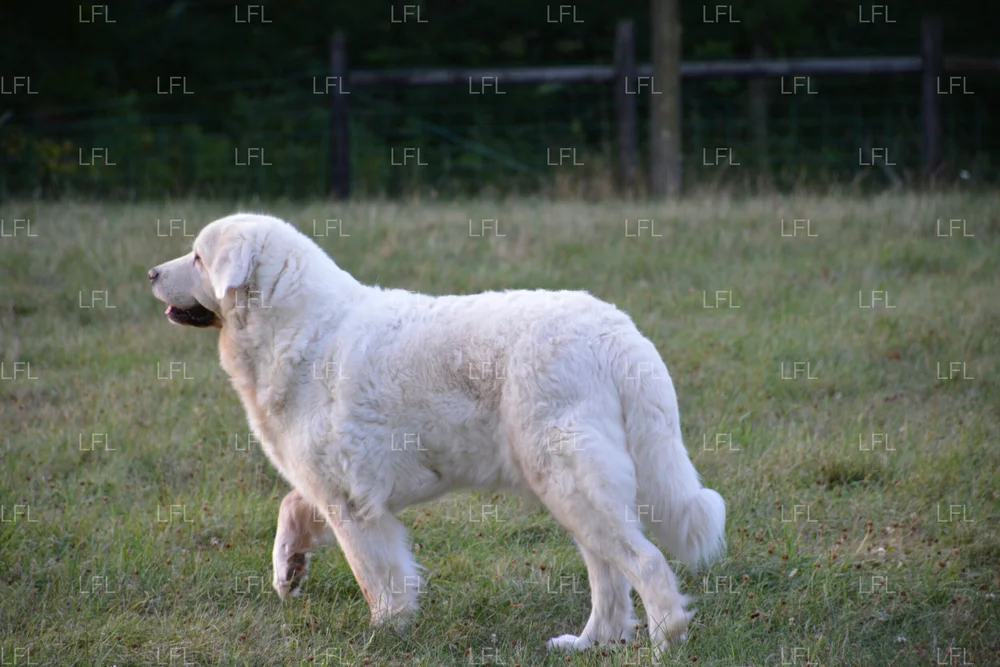 Are Polish Tatra Sheepdogs Rare