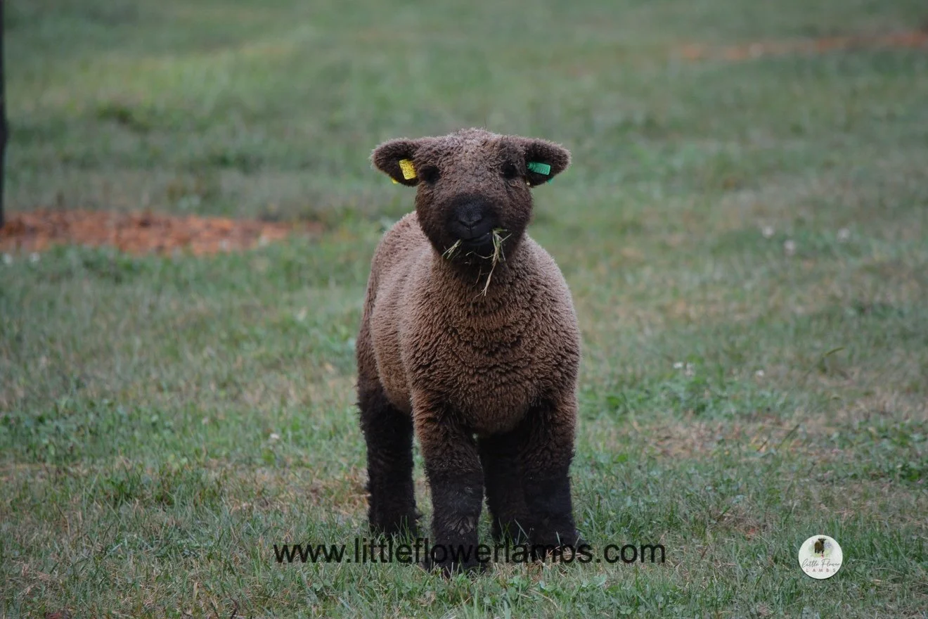 Babydoll Southdown Sheep — Little Flower Lambs