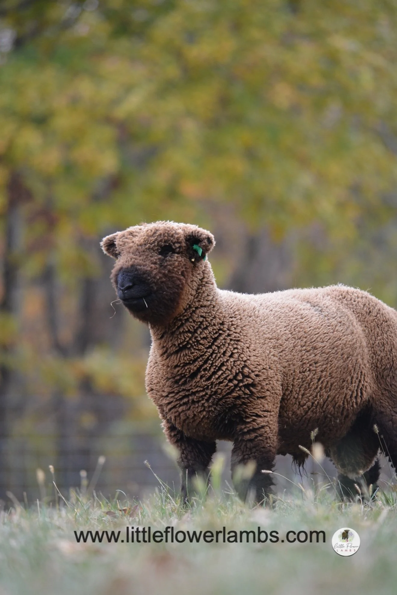 Babydoll Southdown Sheep — Little Flower Lambs