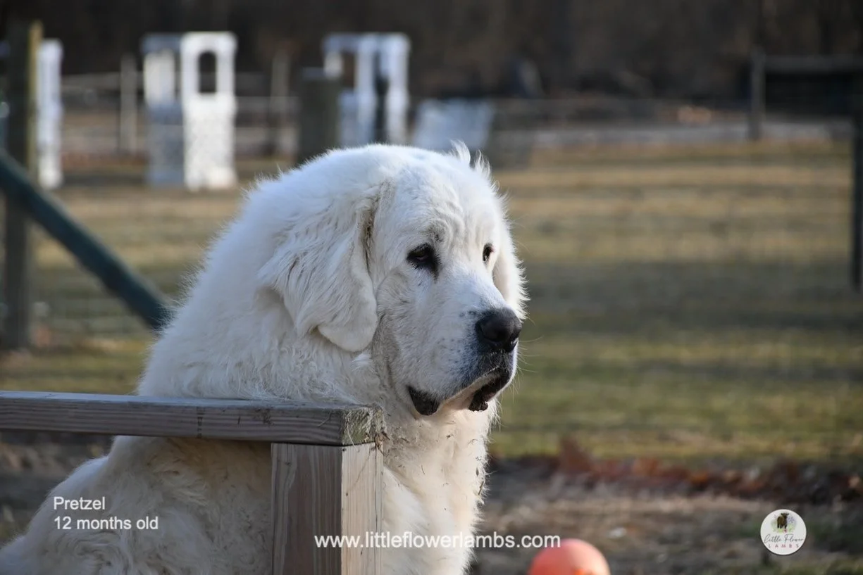 Polish Tatra Puppy Waiting List Sign Up — Little Flower Lambs
