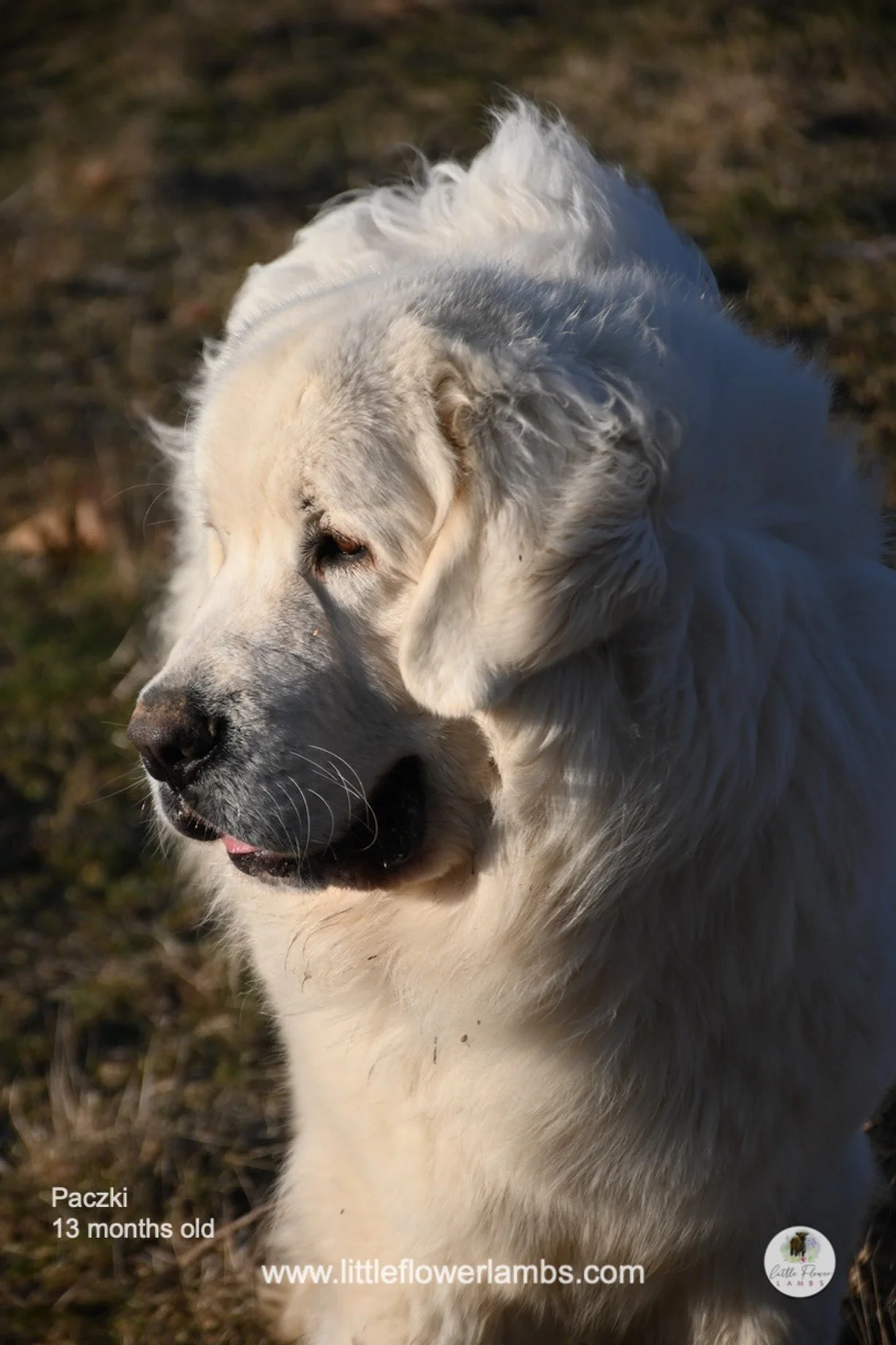 Are Polish Tatra Sheepdogs Rare
