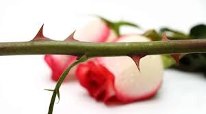 Every Rose Has Its Thorns — South Fork Church