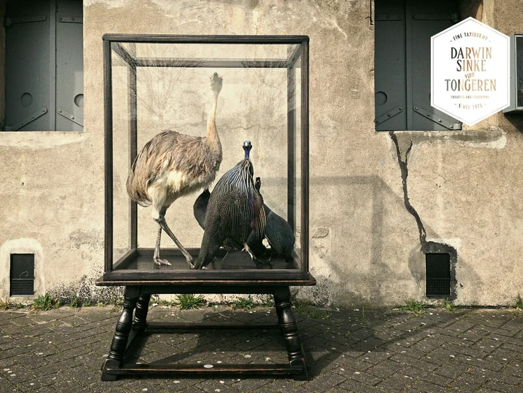 William Sofield — Fine Taxidermy by Darwin, Sinke & van Tongeren