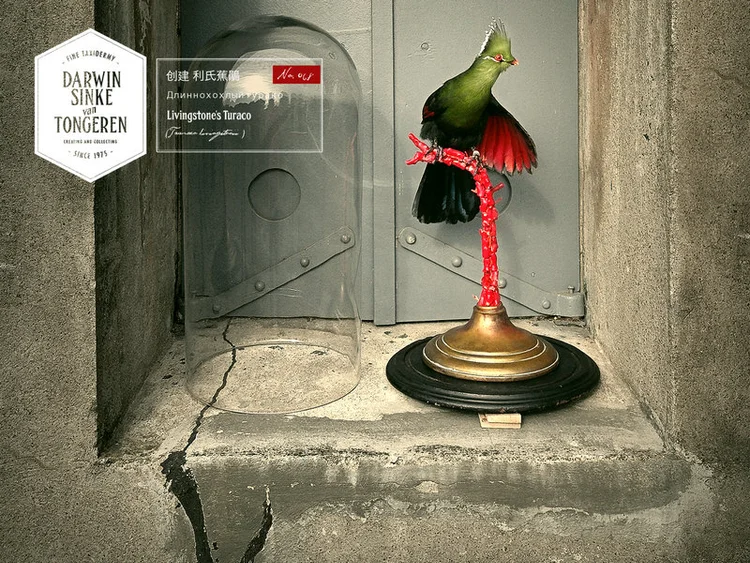 William Sofield — Fine Taxidermy by Darwin, Sinke & van Tongeren