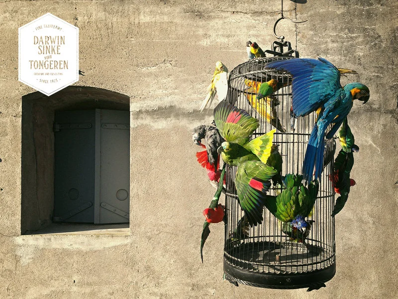 William Sofield — Fine Taxidermy by Darwin, Sinke & van Tongeren