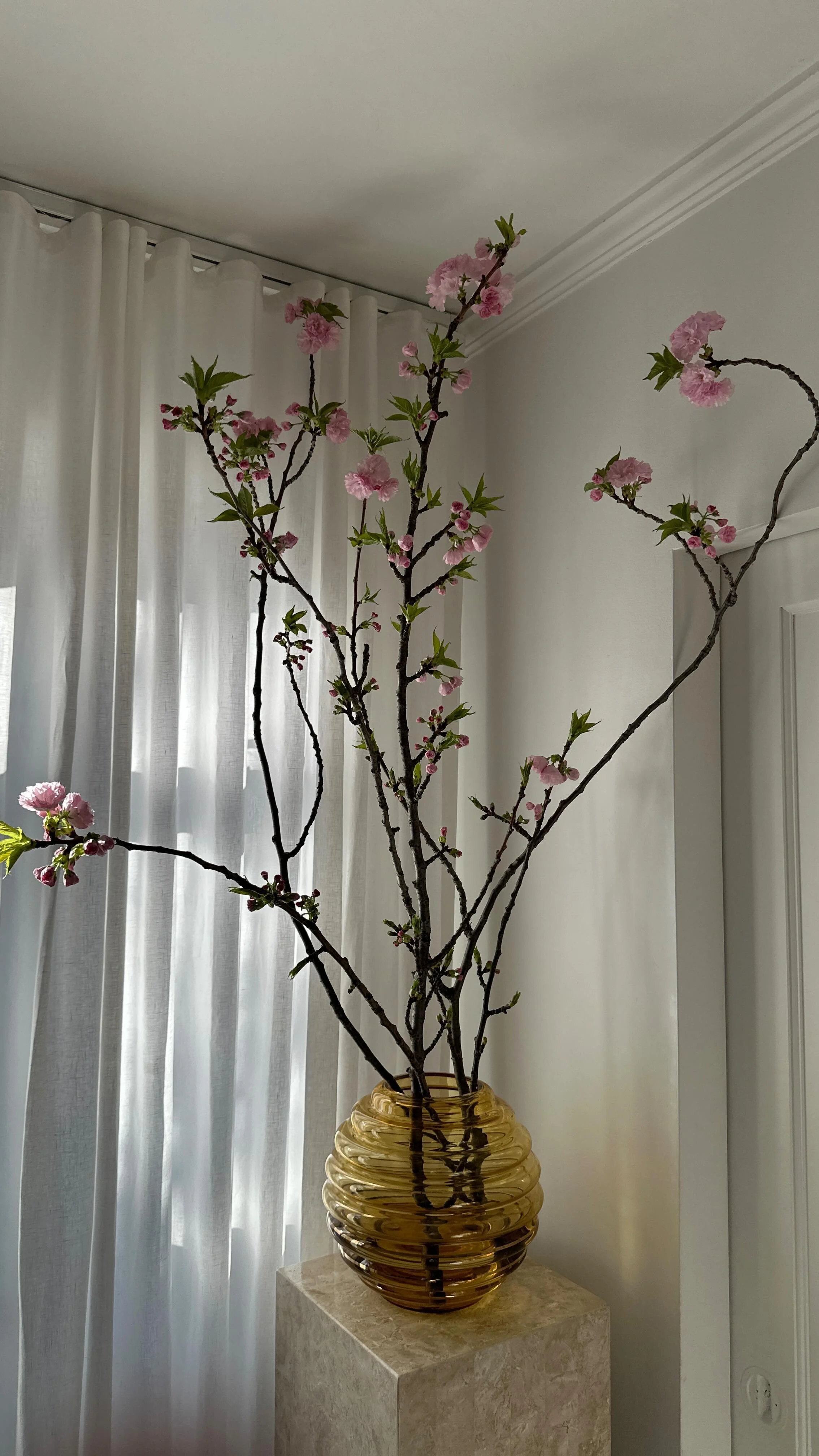 Ally Pledge - Jove Meyer