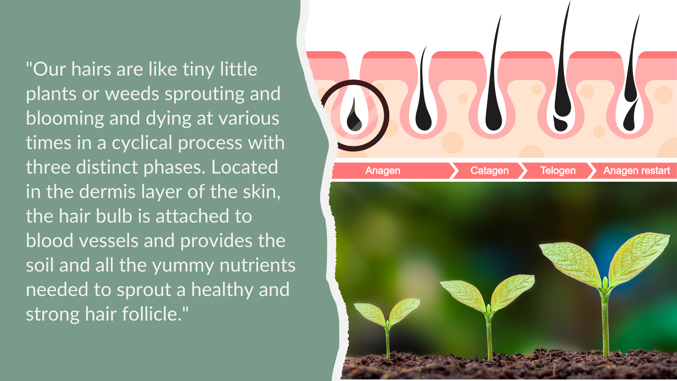 The Hair Growth Cycle- from a professional waxer's perspective — Humble ...