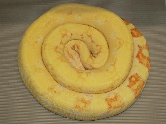 Albino (Kahl Strain) — Selective Bred Reptiles