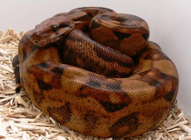 Blood — Selective Bred Reptiles
