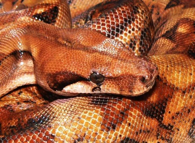 Blood — Selective Bred Reptiles
