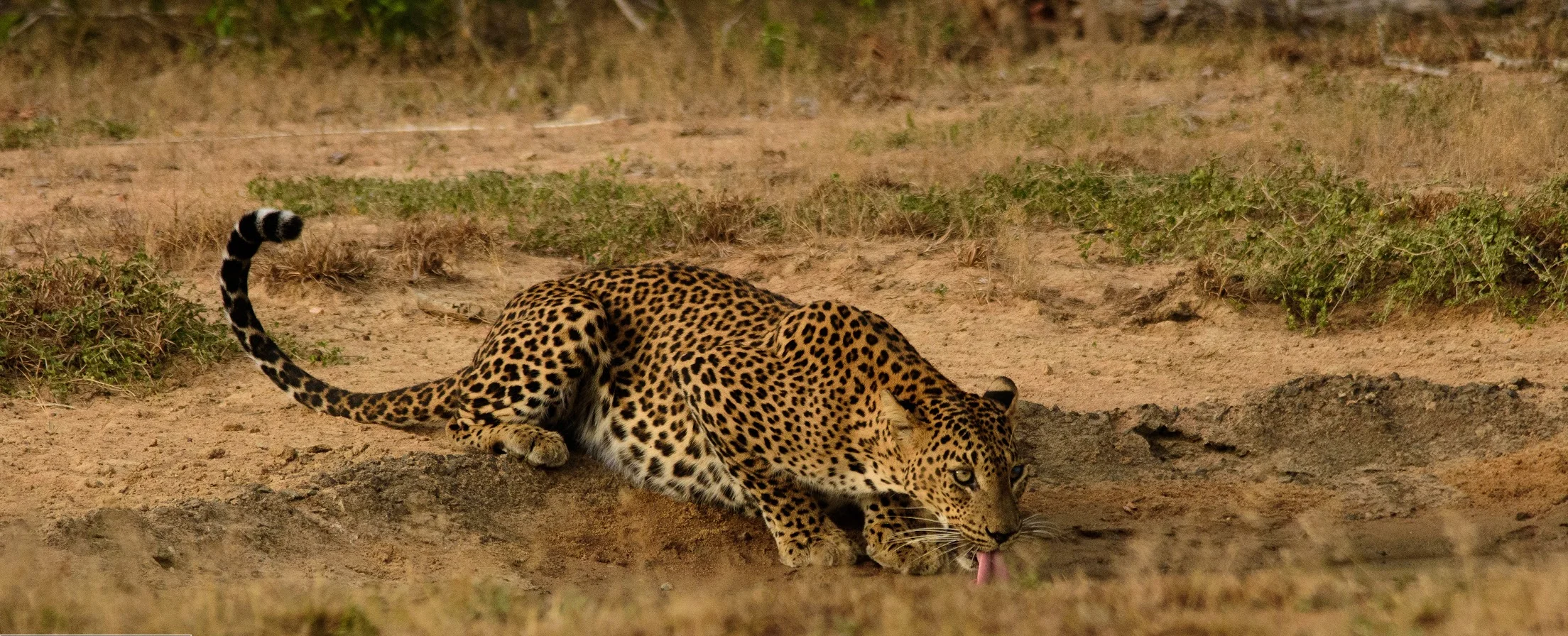 Wild Coast Tented Lodge — Room + Wild