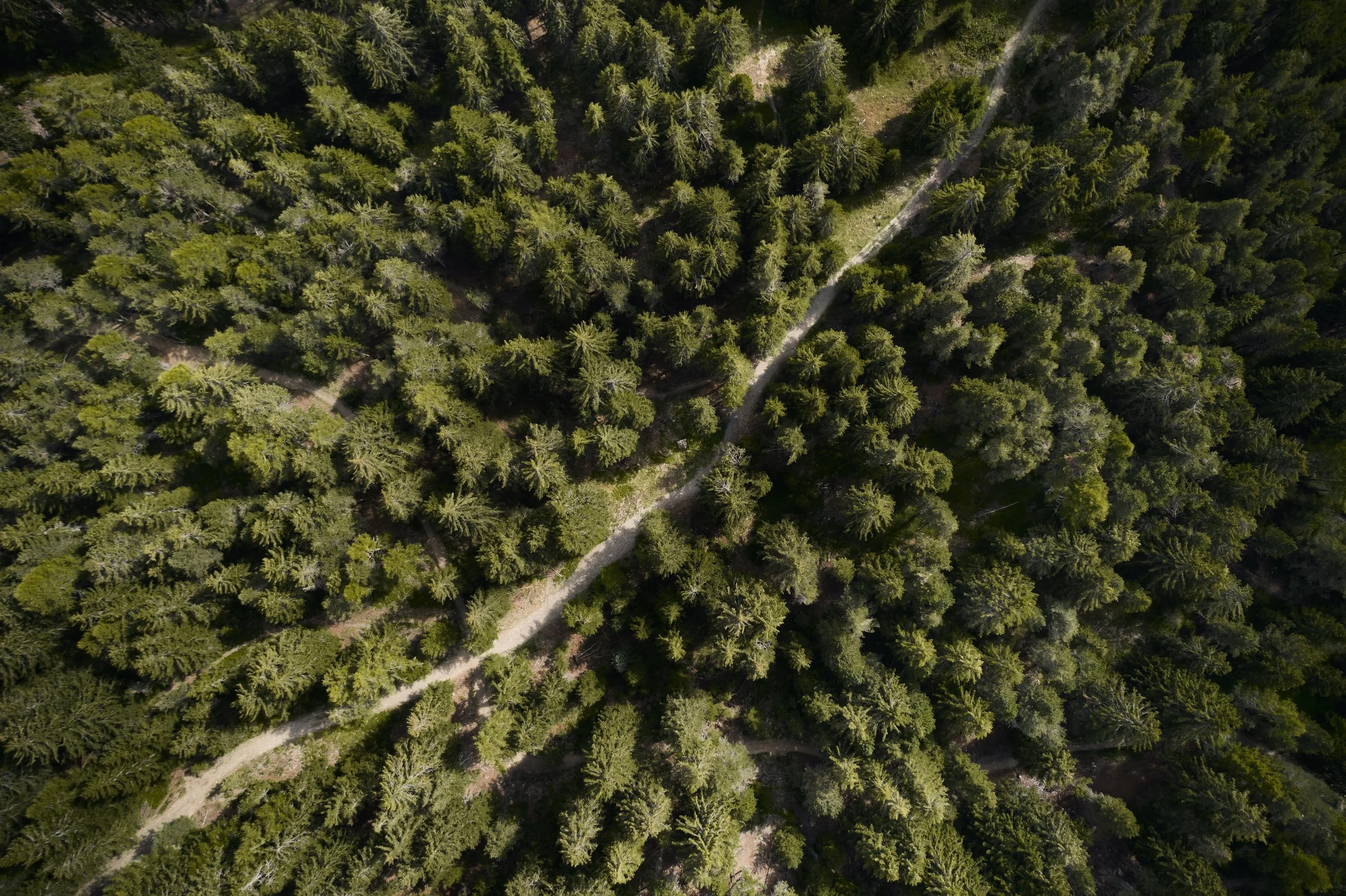 Forestis Dolomites, Italy — Room + Wild