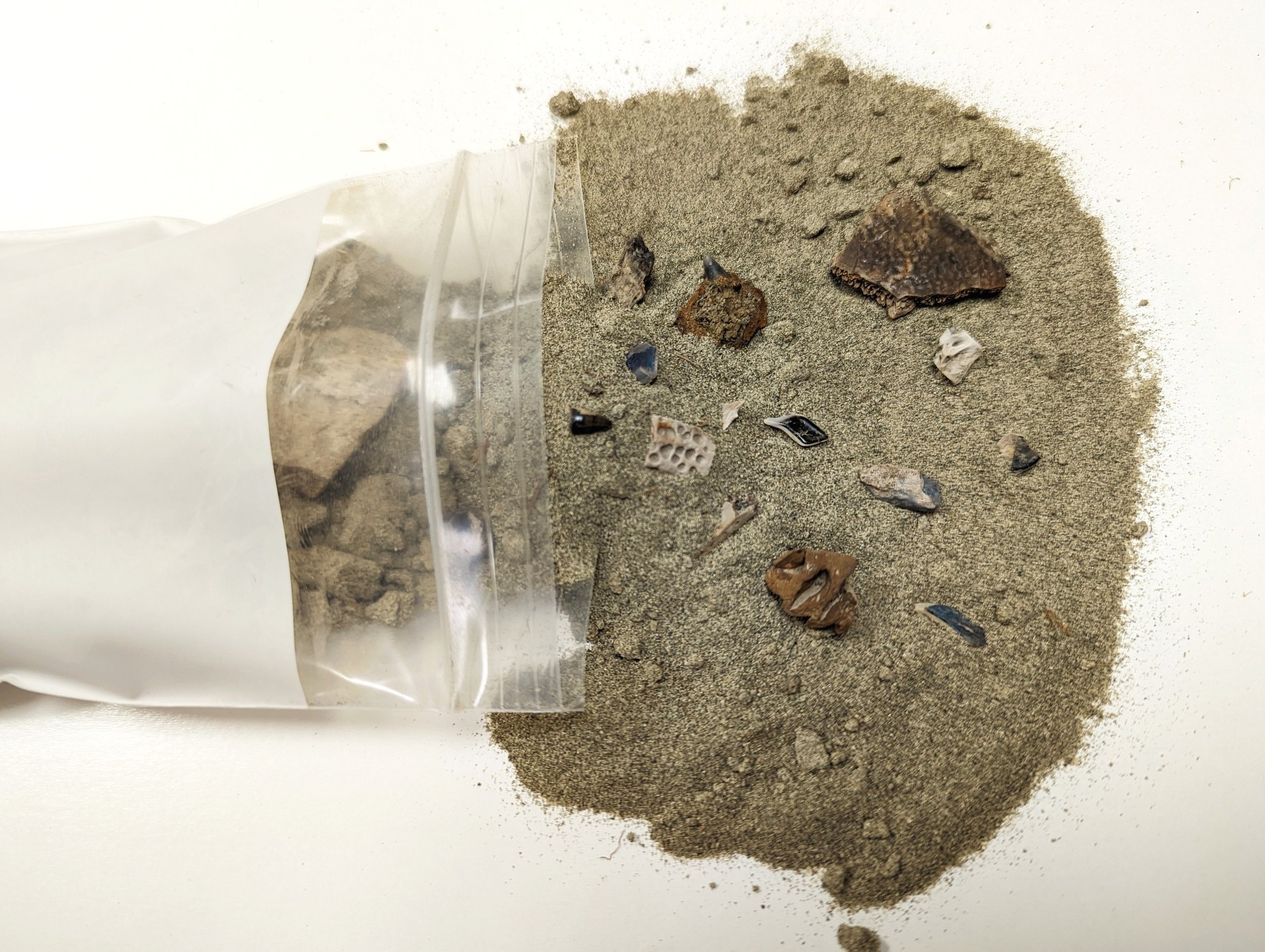 Fossil Rich Hell Creek Microsite Material — Hell Creek Fossils