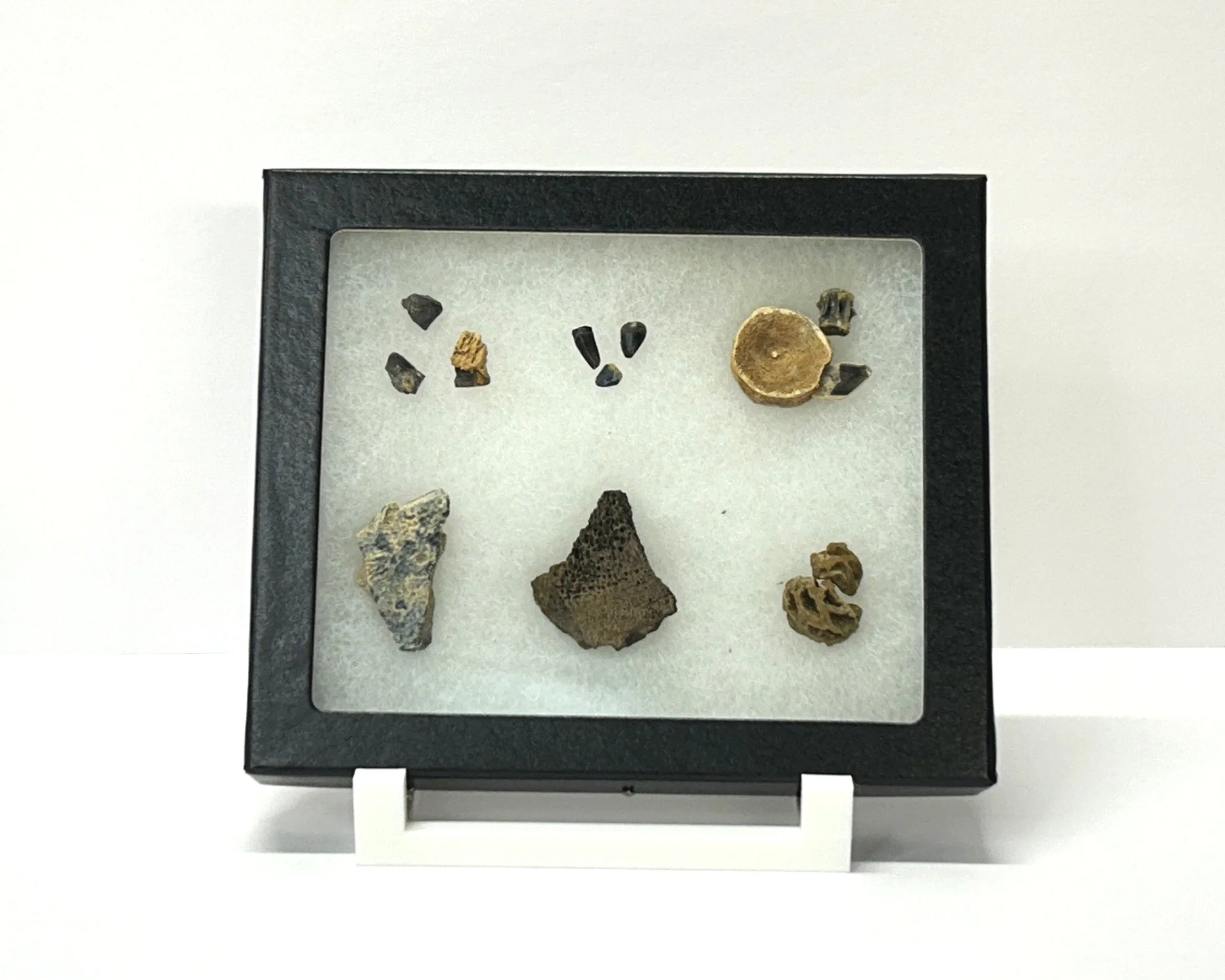 Dinosaur fossil collection from the Late Cretaceous including ...