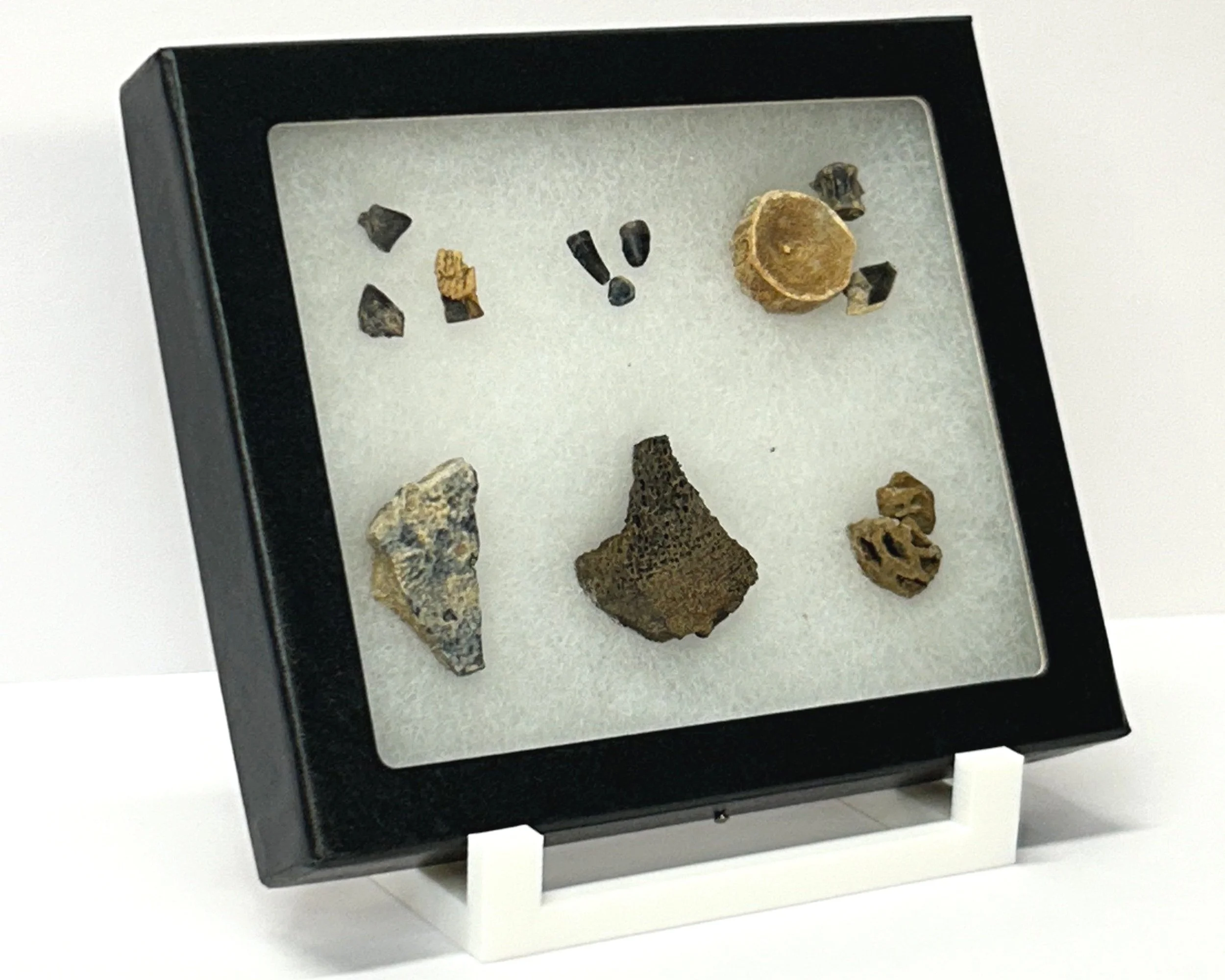 Dinosaur fossil collection from the Late Cretaceous including ...