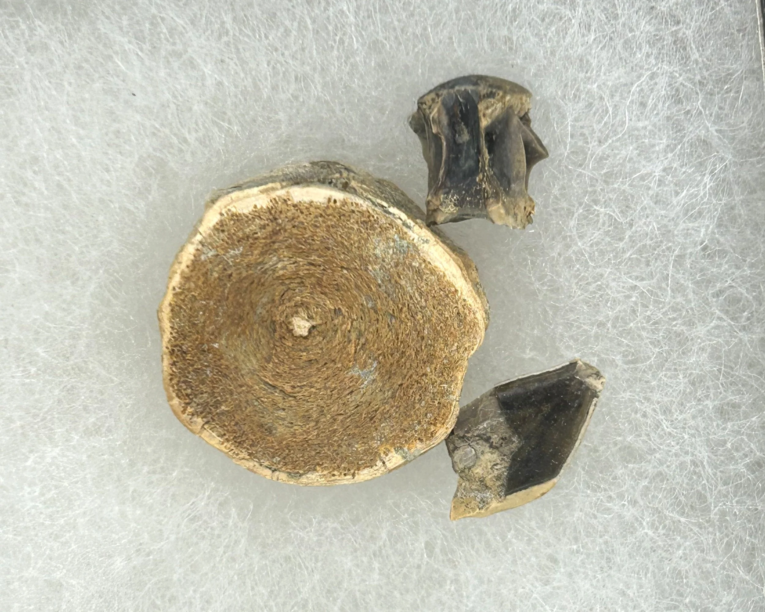 Dinosaur fossil collection from the Late Cretaceous including ...