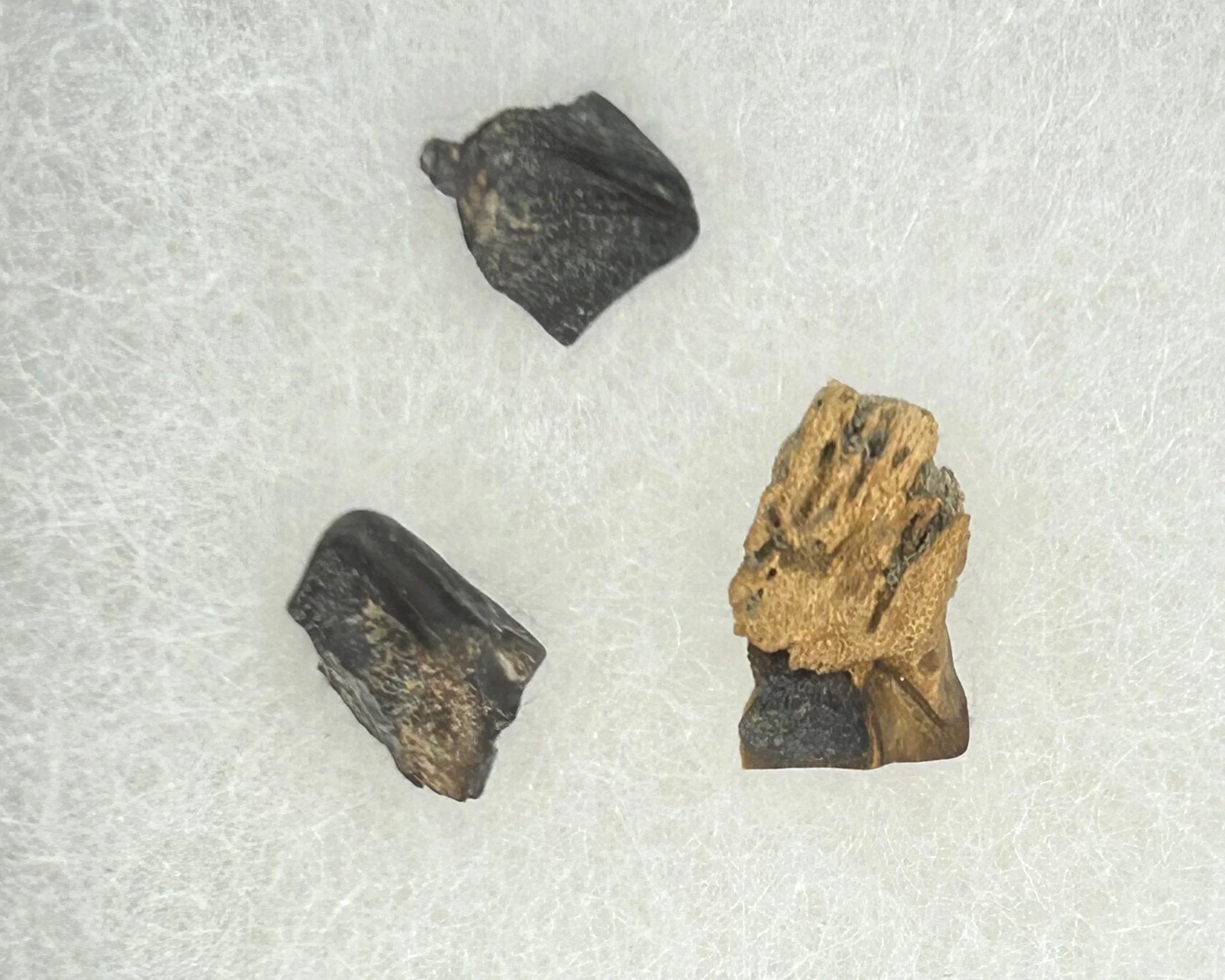 Dinosaur fossil collection from the Late Cretaceous including ...