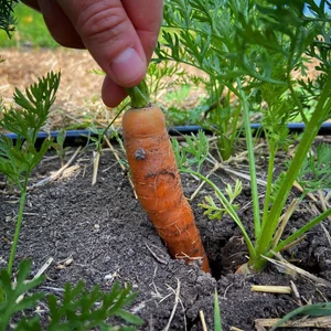 Picking Guide — Pure Land Farm