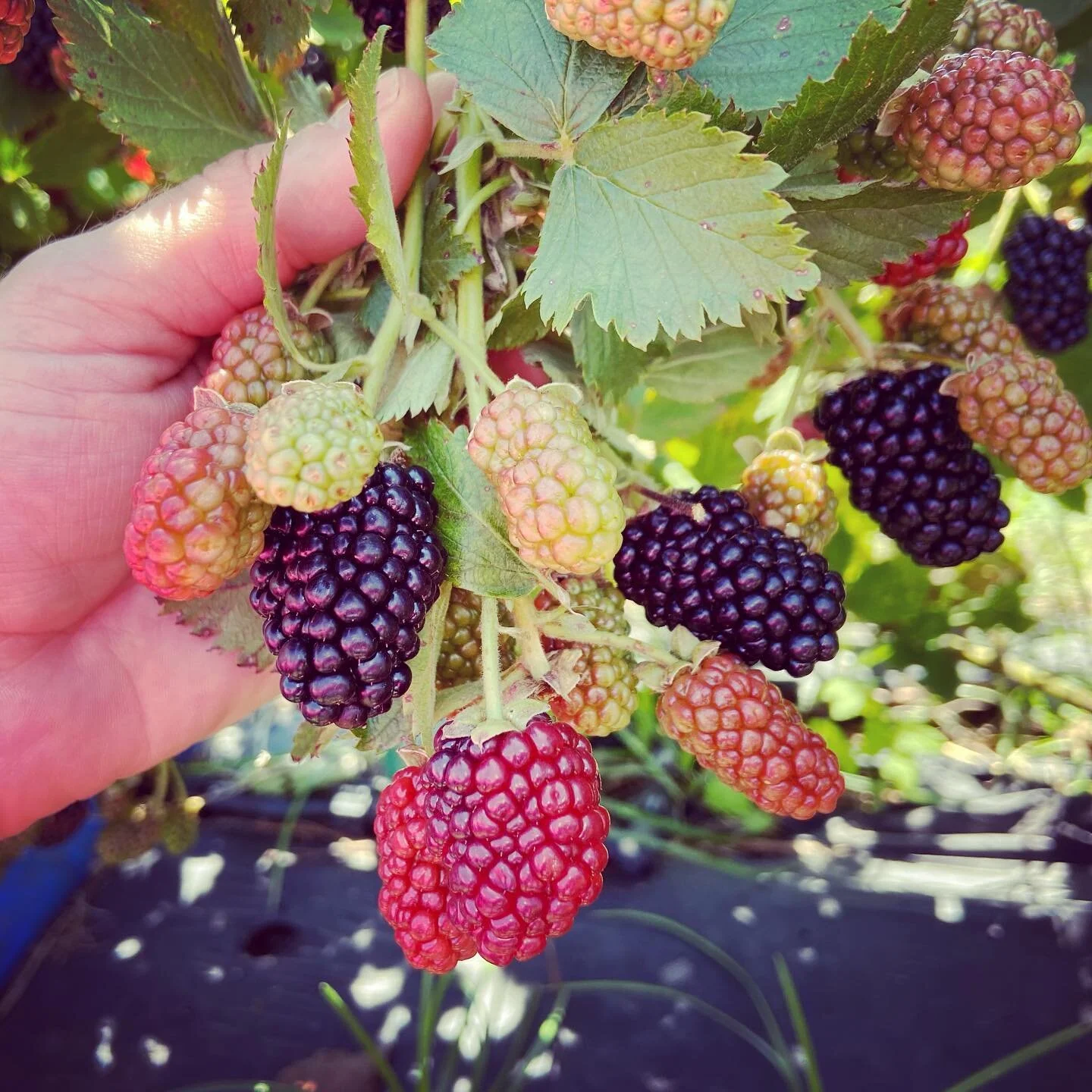 Picking Guide — Pure Land Farm