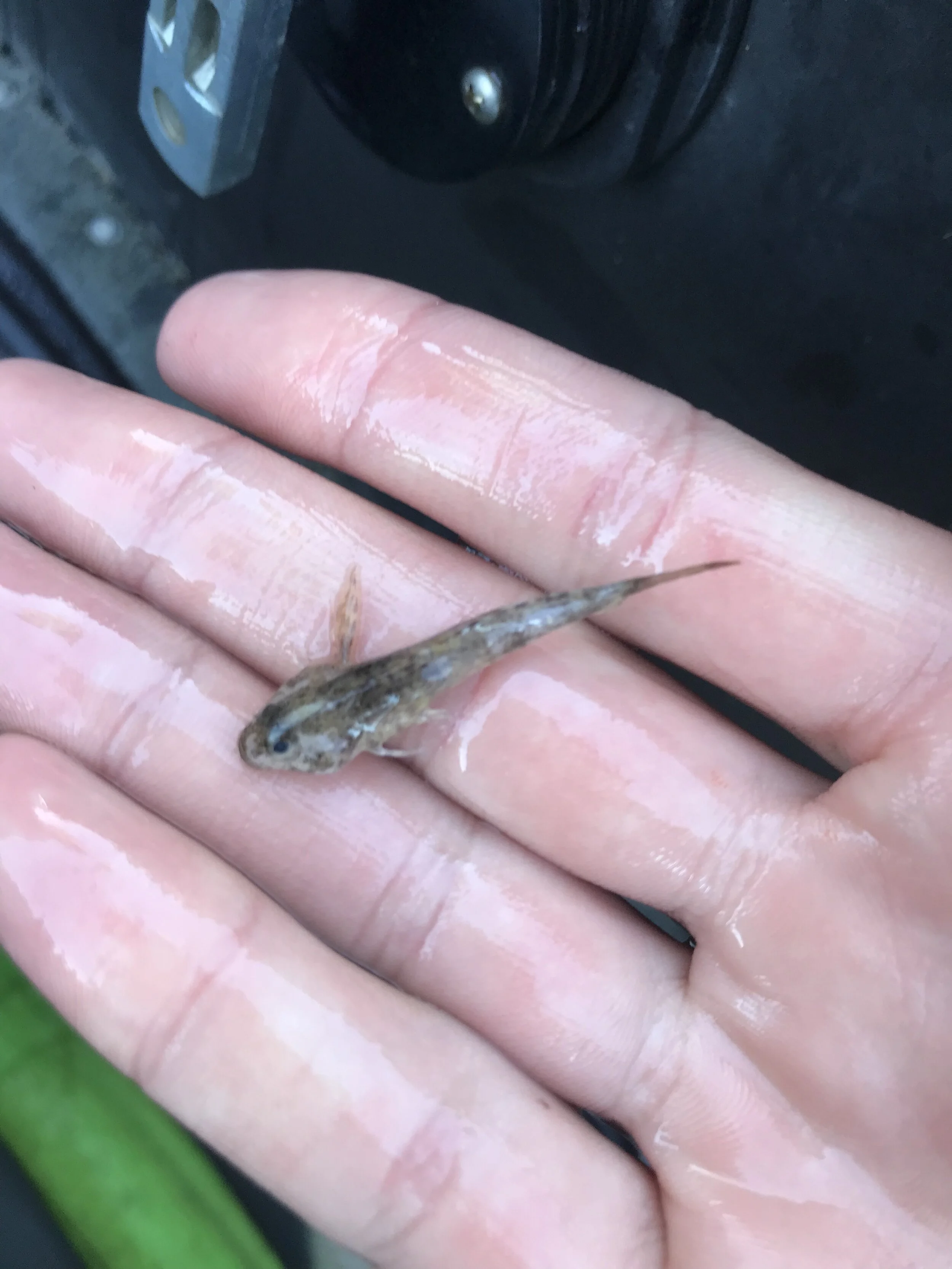 Matching the Hatch: The importance of knowing predator/prey ...