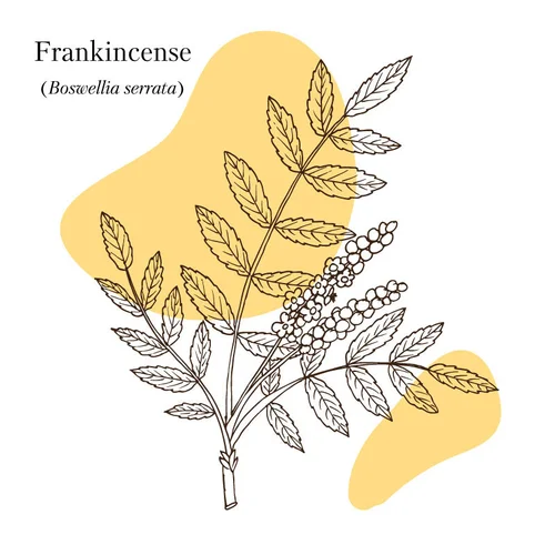 Frankincense Tree Drawing