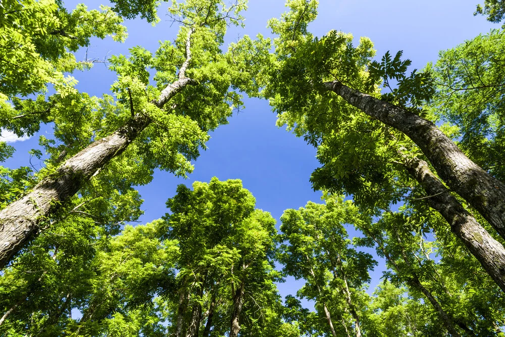 Which Catuaba Should You Be Using? (Best Catuaba Supplements)