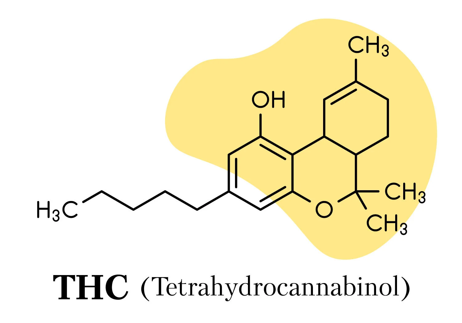 How is THC Metabolized?