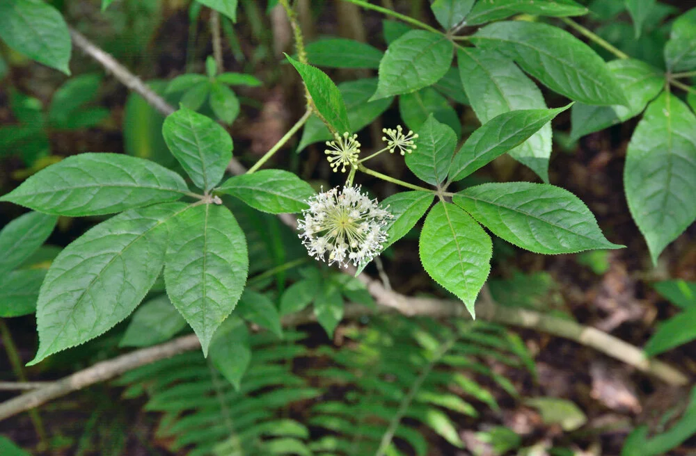 Siberian Ginseng (Eleutherococcus senticosus) — Monograph