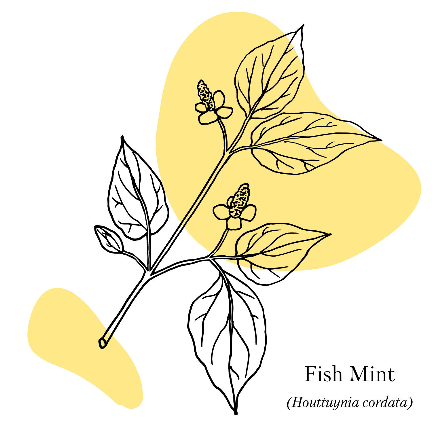 Fish Mint (Houttuynia cordata) — Monograph