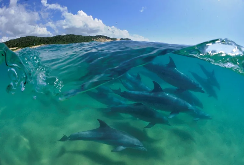 African Marine Reserves — Thomas P. Peschak