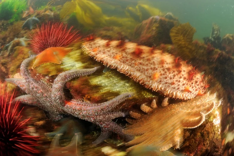 Great Bear Rainforest — Thomas P. Peschak