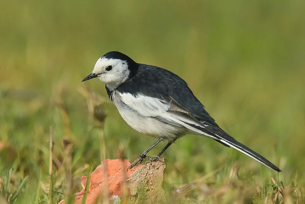 Blog — Institute for Classical Asian Medicine