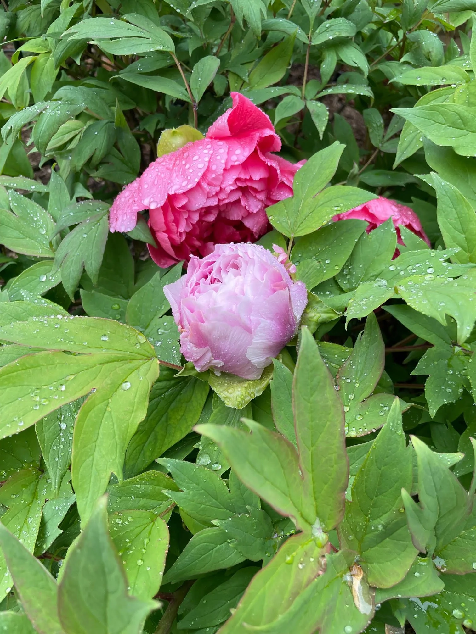 Blog — Institute for Classical Asian Medicine