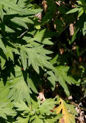 Blog — Institute for Classical Asian Medicine